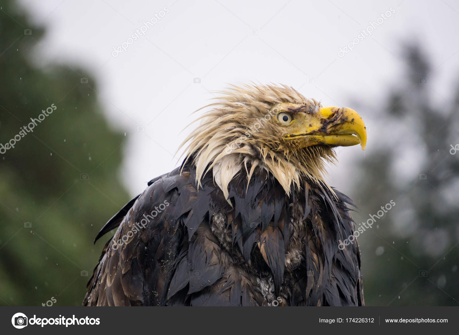 6 LESSONS TO BE LEARNED FROM THE EAGLE – Prof Maurice Hakizimana